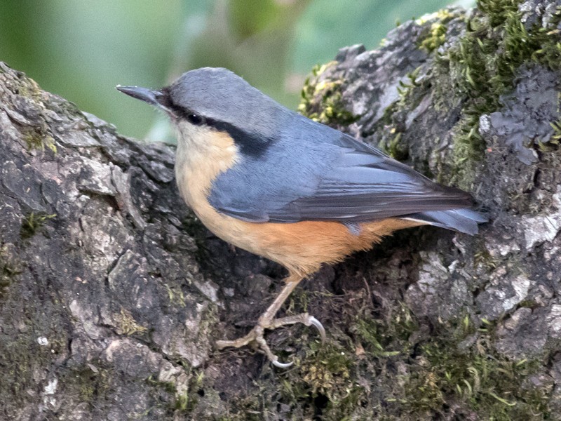 White-tailed Nuthatch - eBird