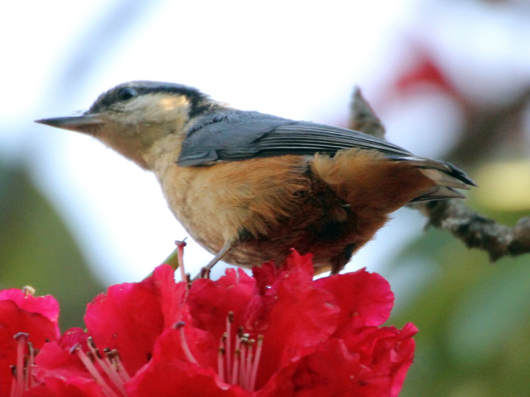 White-tailed Nuthatch - eBird