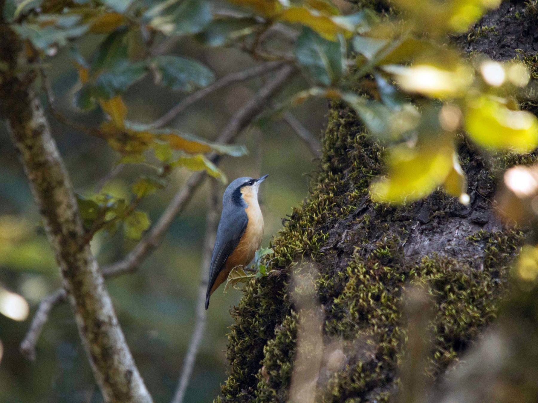 White-tailed Nuthatch - eBird