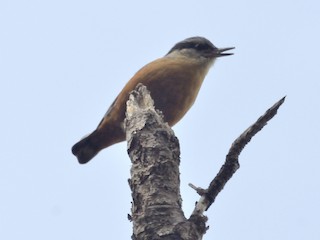 Kashmir Nuthatch - eBird