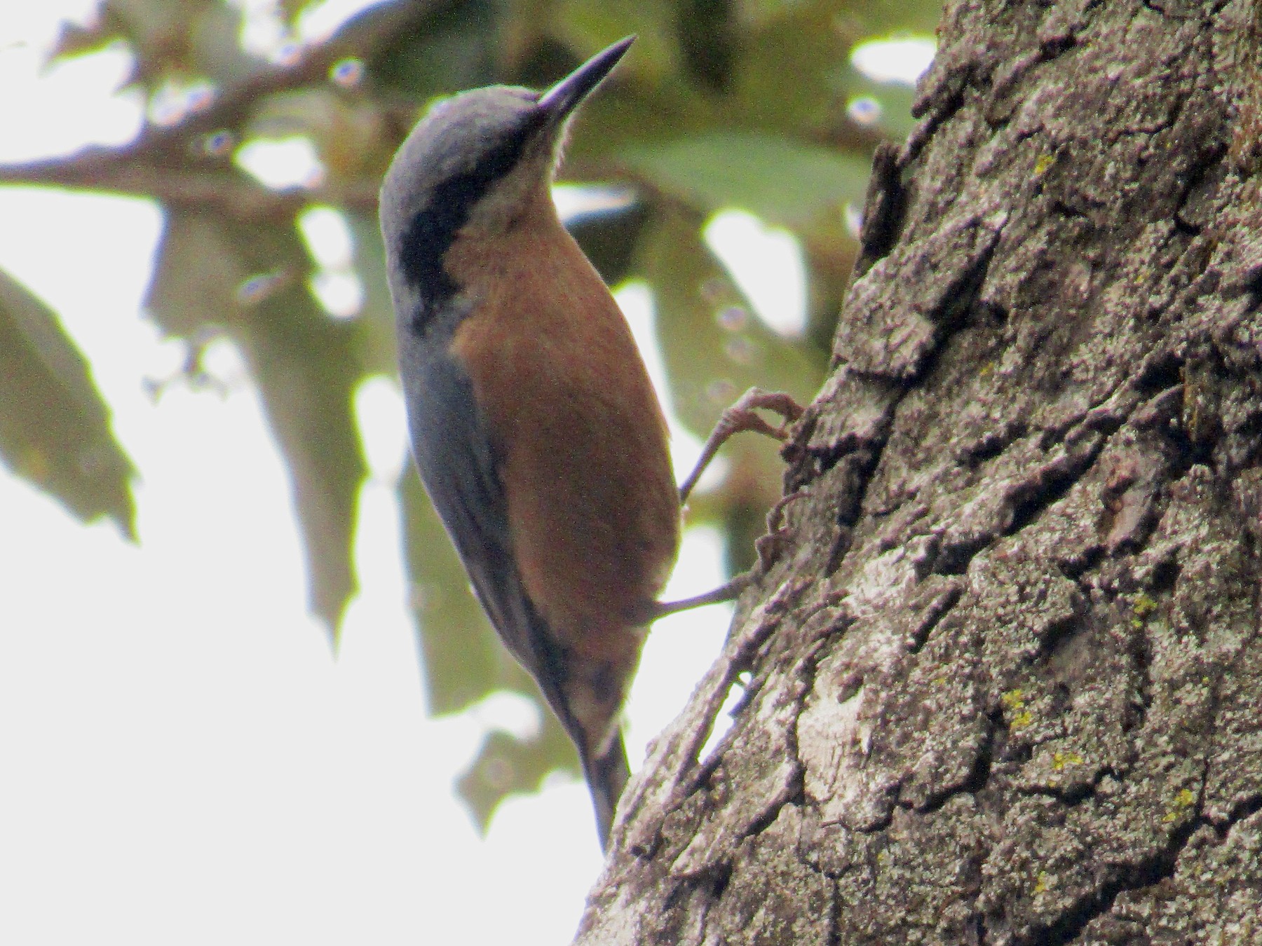 Kashmir Nuthatch - eBird
