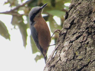 Kashmir Nuthatch - eBird