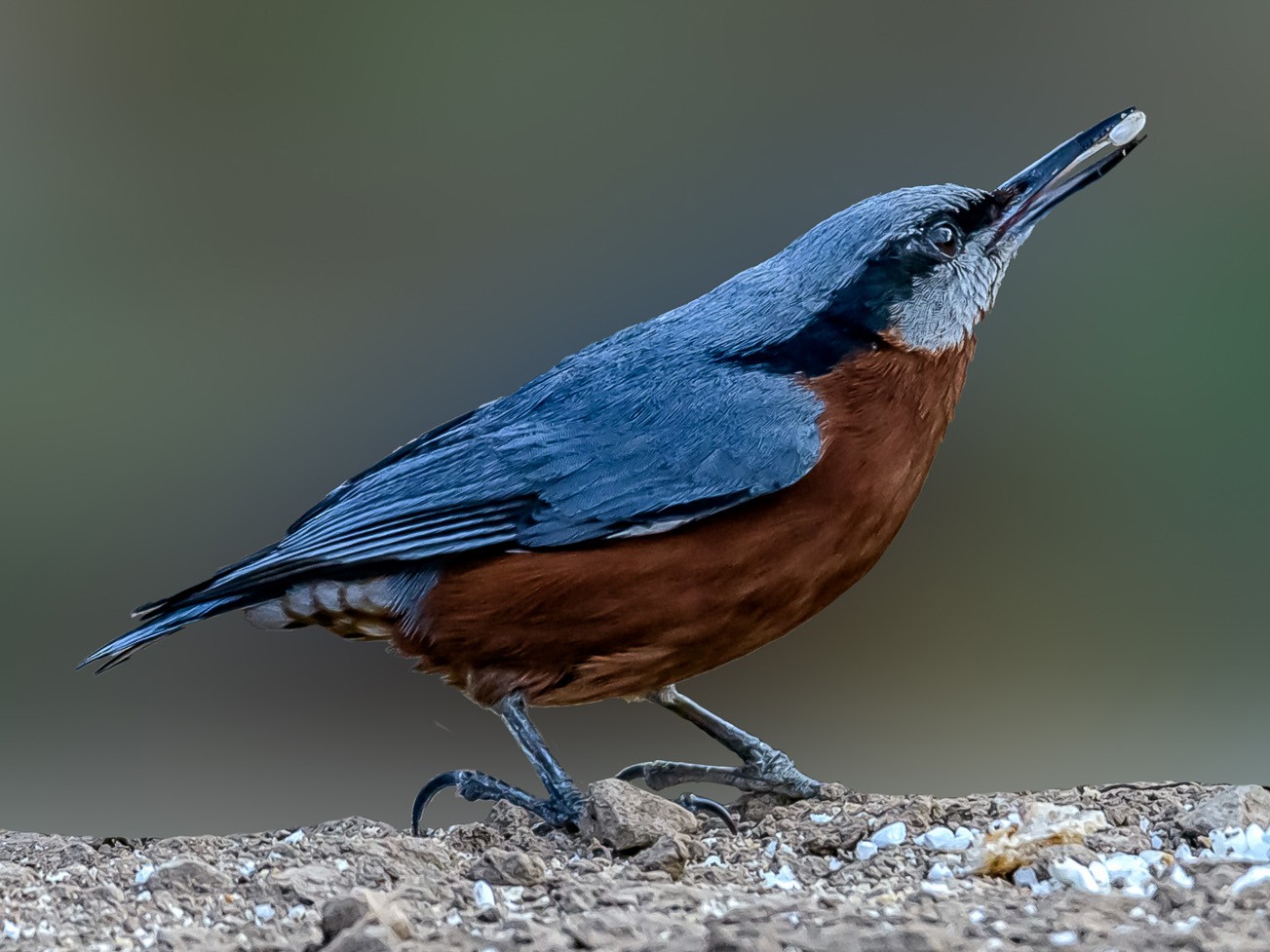 chestnut-bellied nuthatch - eBird