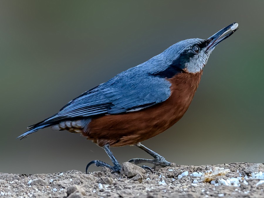 Chestnut-bellied Nuthatch - eBird