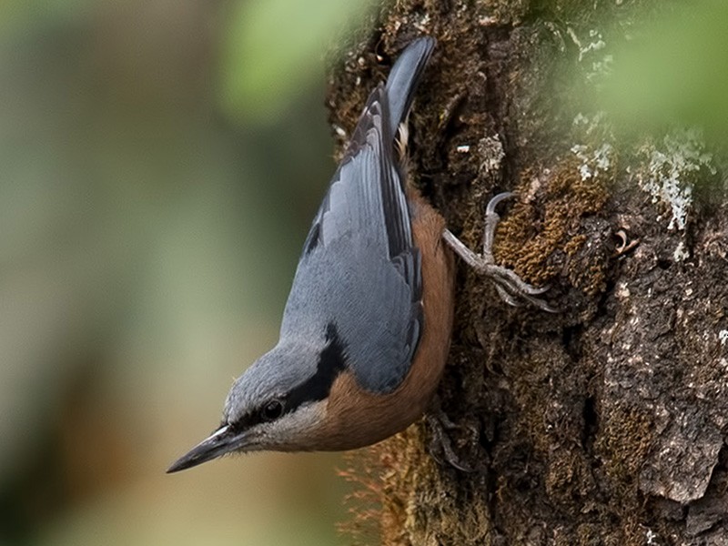 Chestnut-bellied Nuthatch - eBird