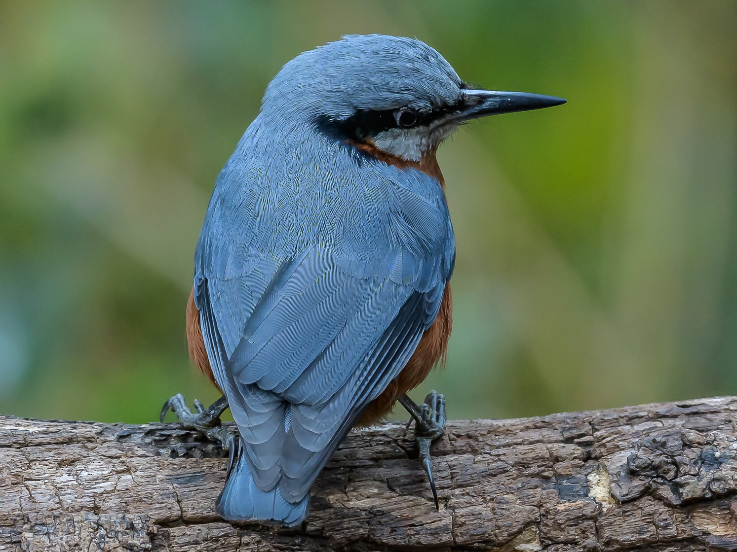 Chestnut-bellied Nuthatch - eBird