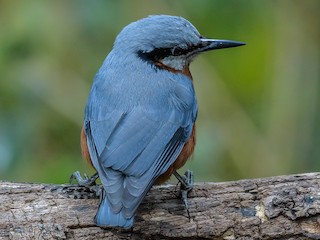 Chestnut-bellied Nuthatch - eBird