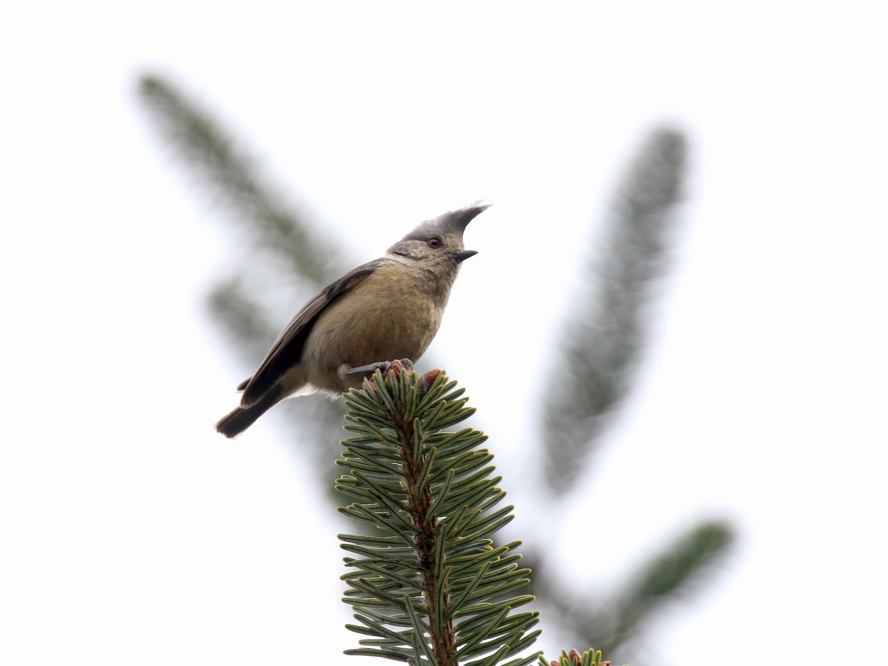 Gray-crested Tit - eBird