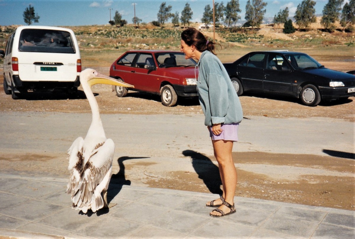 eBird Checklist - 20 Dec 1994 - Kato Paphos Harbour, Coastal Boardwalk ...