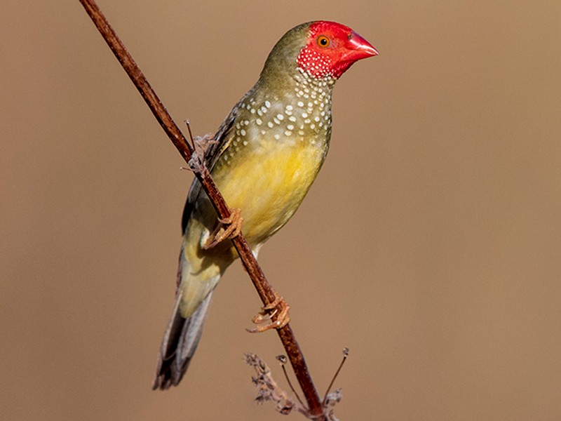 Star Finch - eBird
