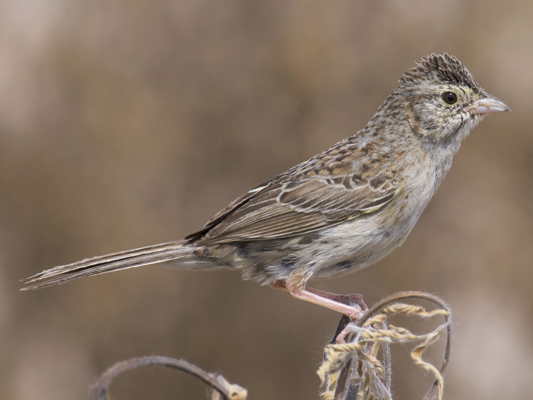 Cassin's Sparrow - eBird
