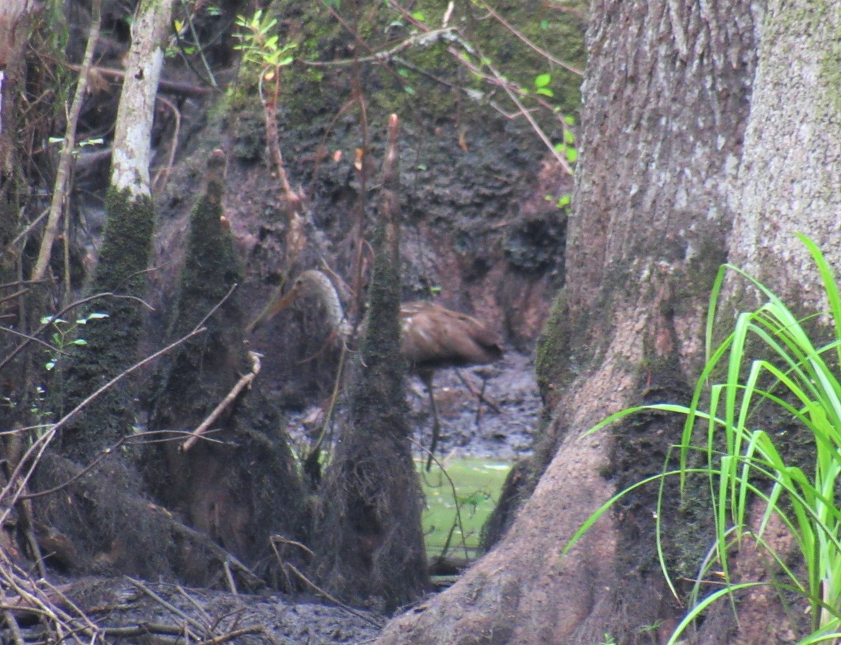 eBird Checklist - 5 Jun 2019 - Francis Beidler Forest Audubon Center ...