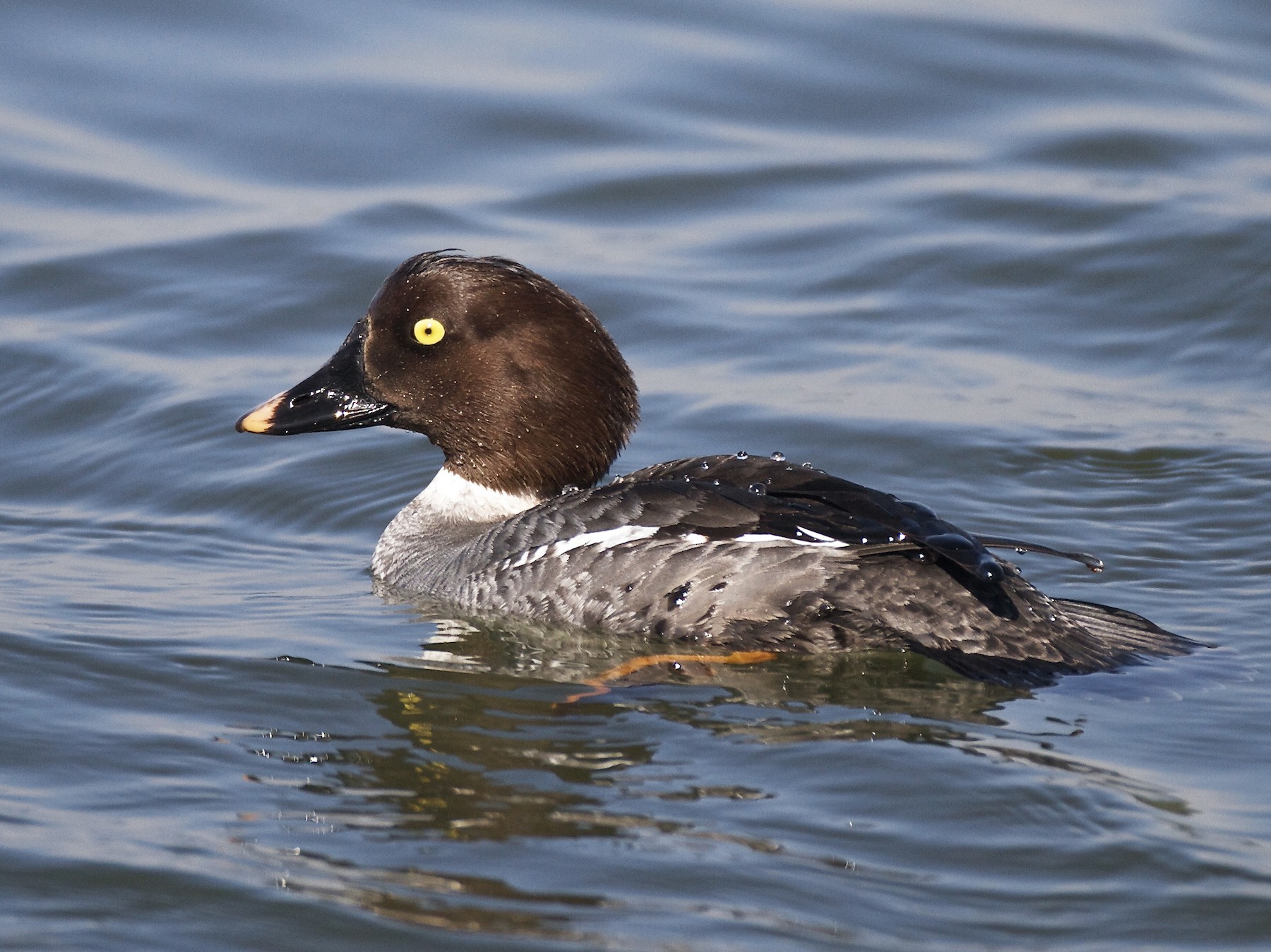 Common Goldeneye - eBird