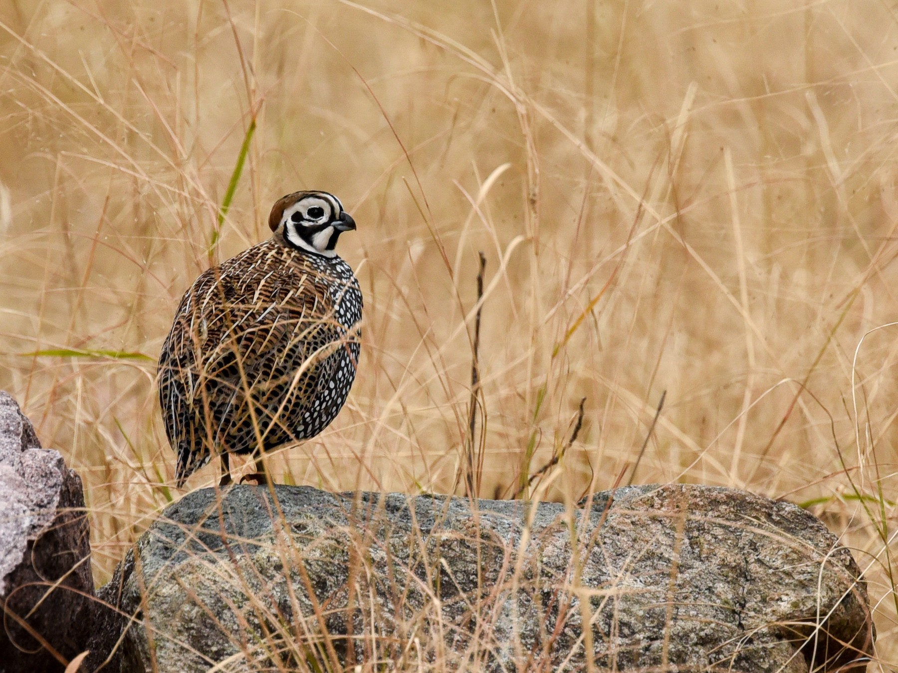 Montezuma Quail - eBird