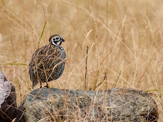 Codorniz de Moctezuma - eBird