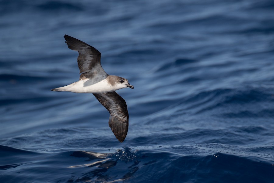 Pterodroma sp. - eBird