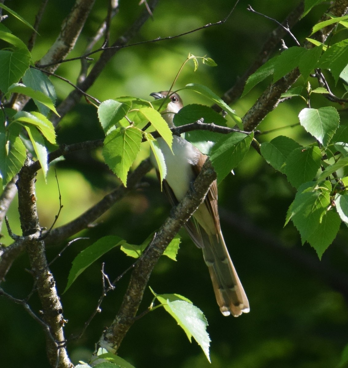 Wisconsin Breeding Bird Atlas Checklist - 7 Jun 2019 - Kathy and Eric's ...