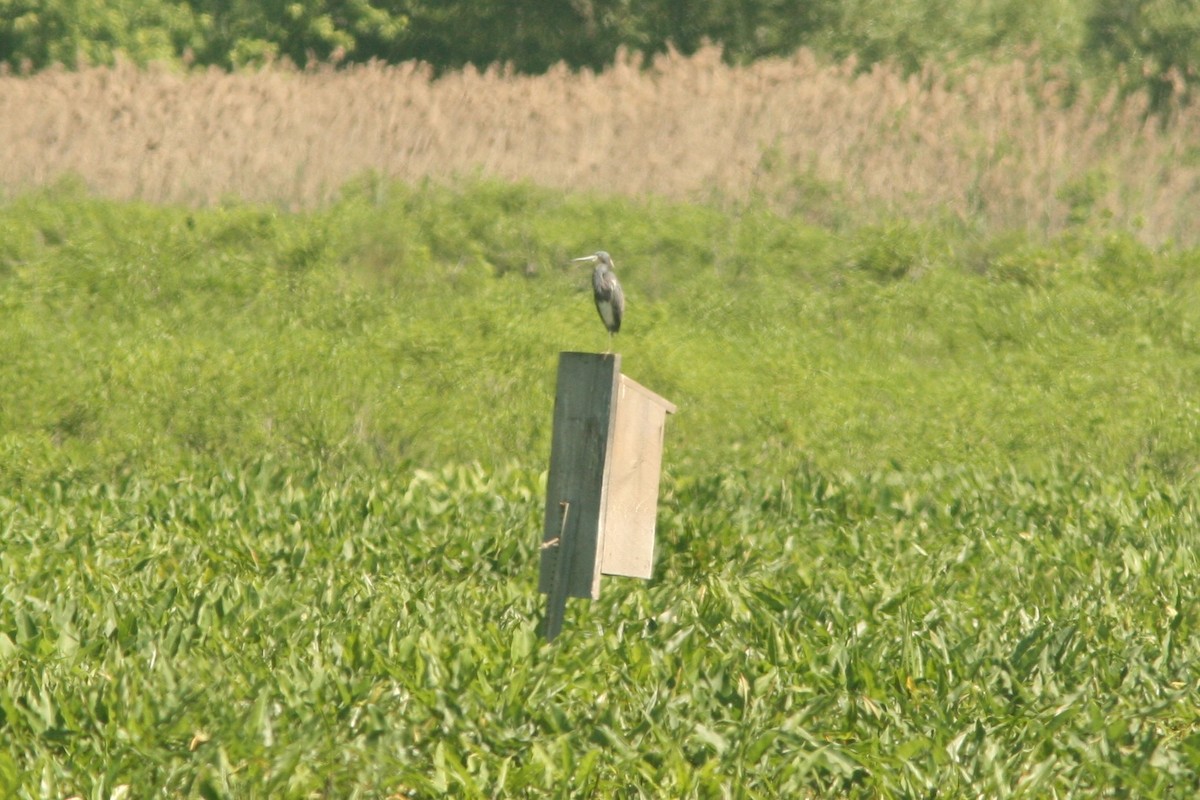 eBird Checklist - 9 Jun 2019 - Station 43 - 21 species
