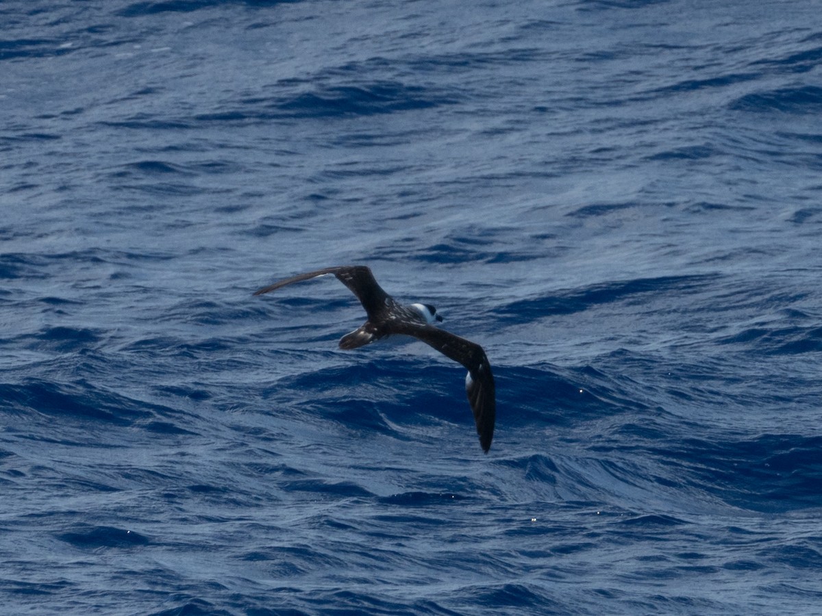 eBird Checklist - 4 Jun 2019 - Marquesas to Hawaii Day 5 D - 5 species