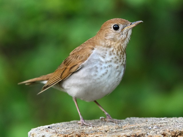 Veery Bird