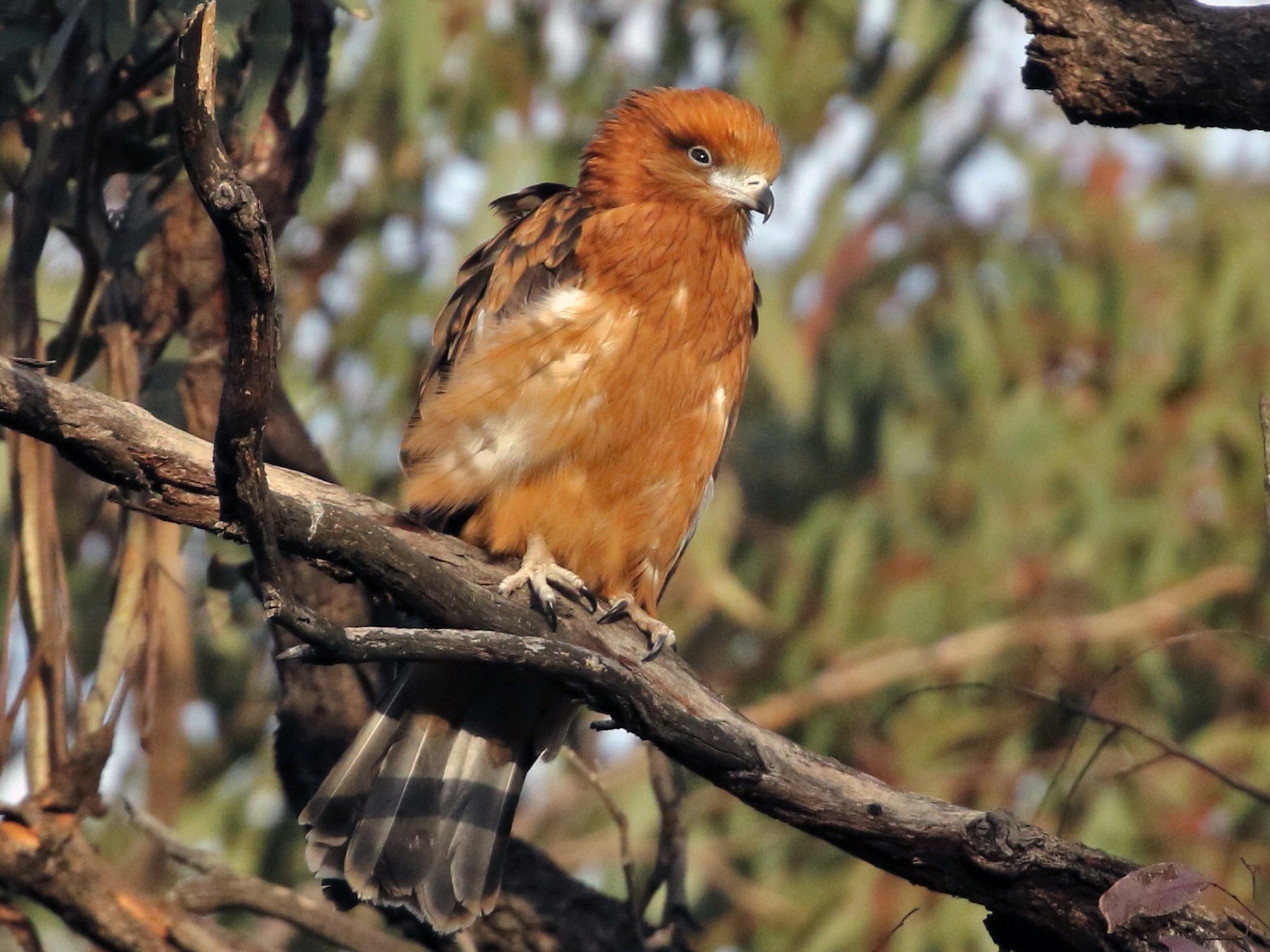 Square-tailed Kite - eBird
