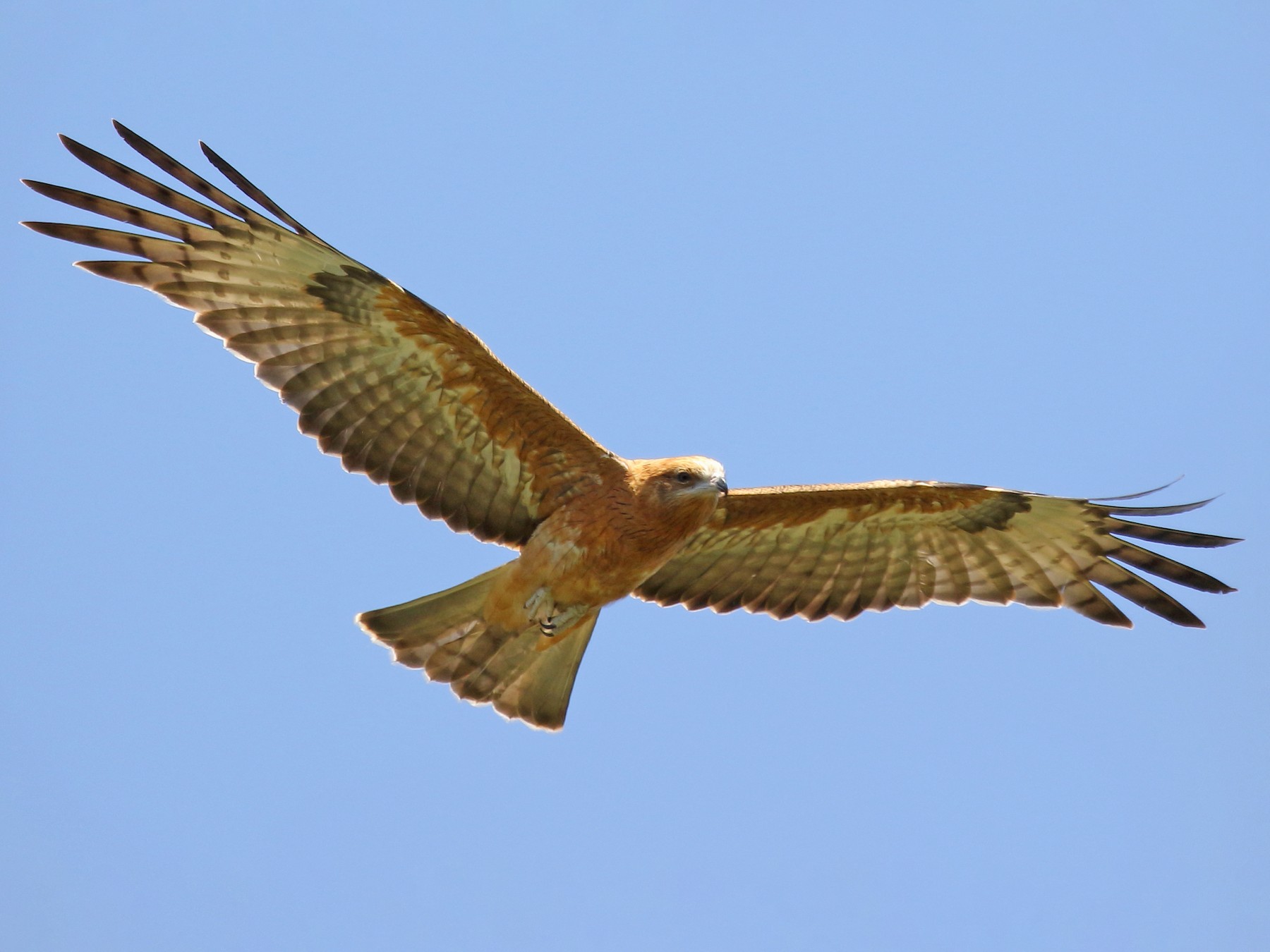 Square-tailed Kite - eBird