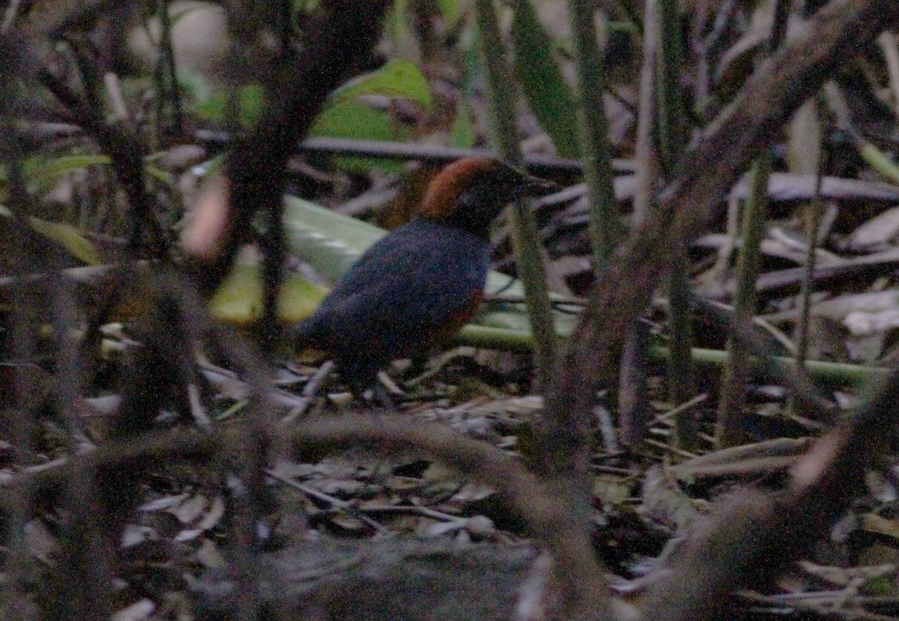 Tabar Pitta - eBird