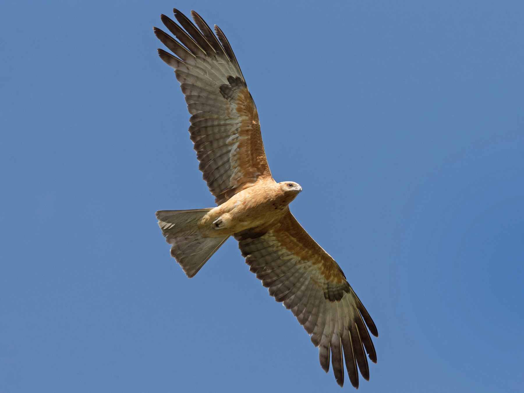 Square-tailed Kite - eBird Australia