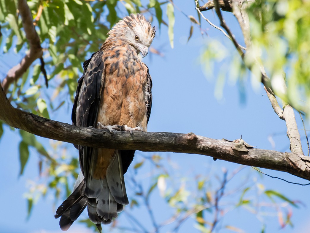 Square-tailed Kite - eBird