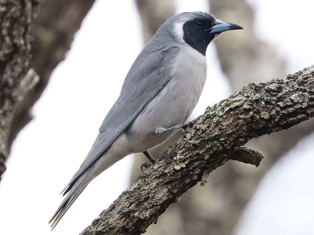 Masked Woodswallow - Artamus personatus - Birds of the World