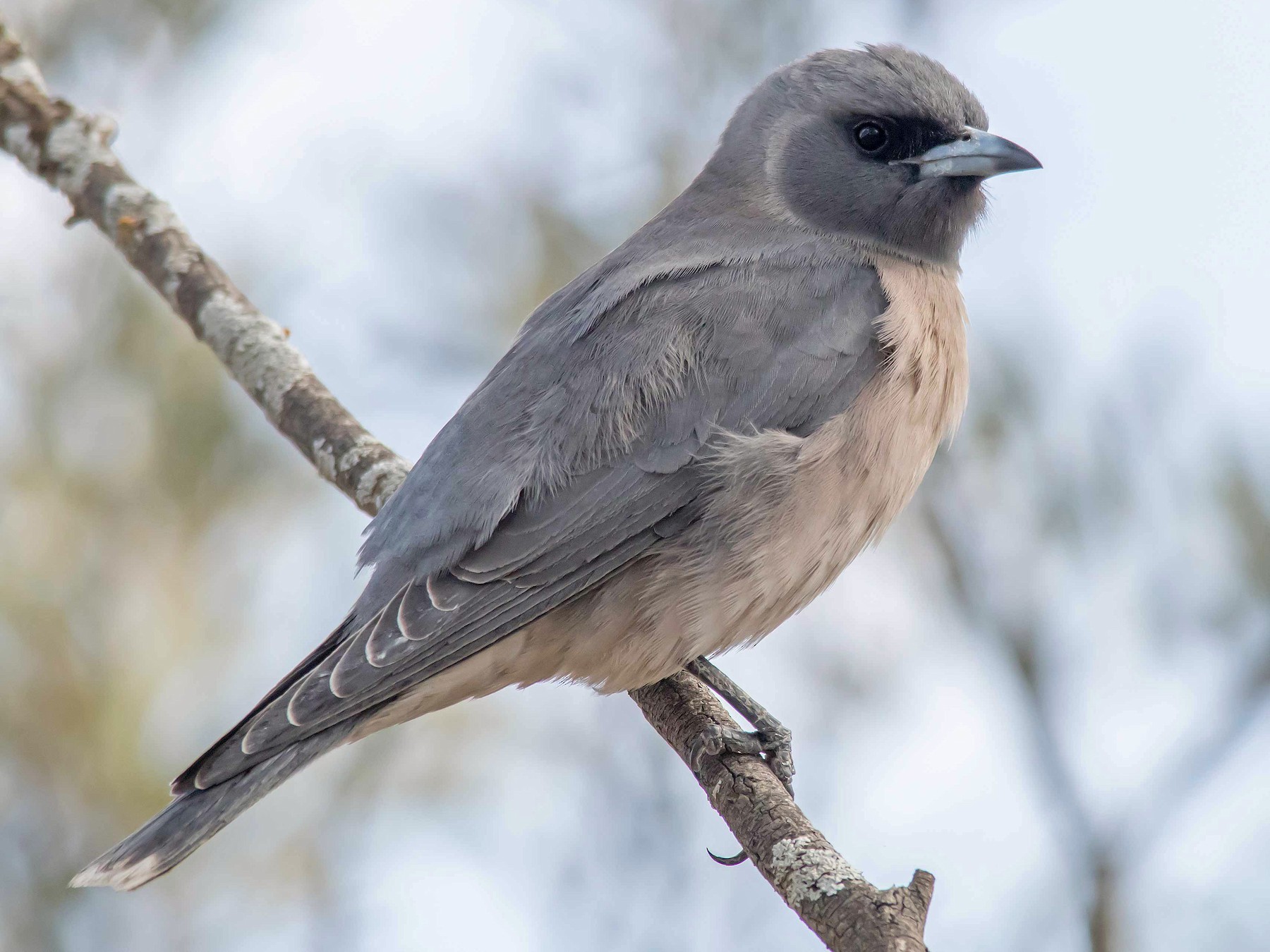 Masked Woodswallow - eBird