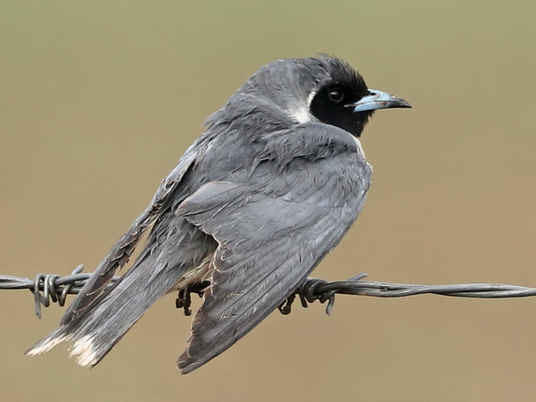 Masked Woodswallow - eBird