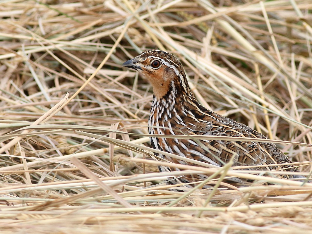 Stubble Quail - eBird