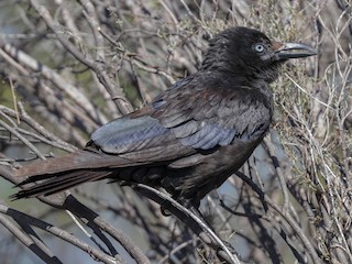 Little Crow - eBird