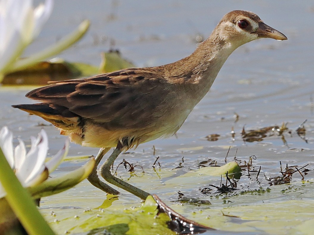 White-browed Crake - eBird