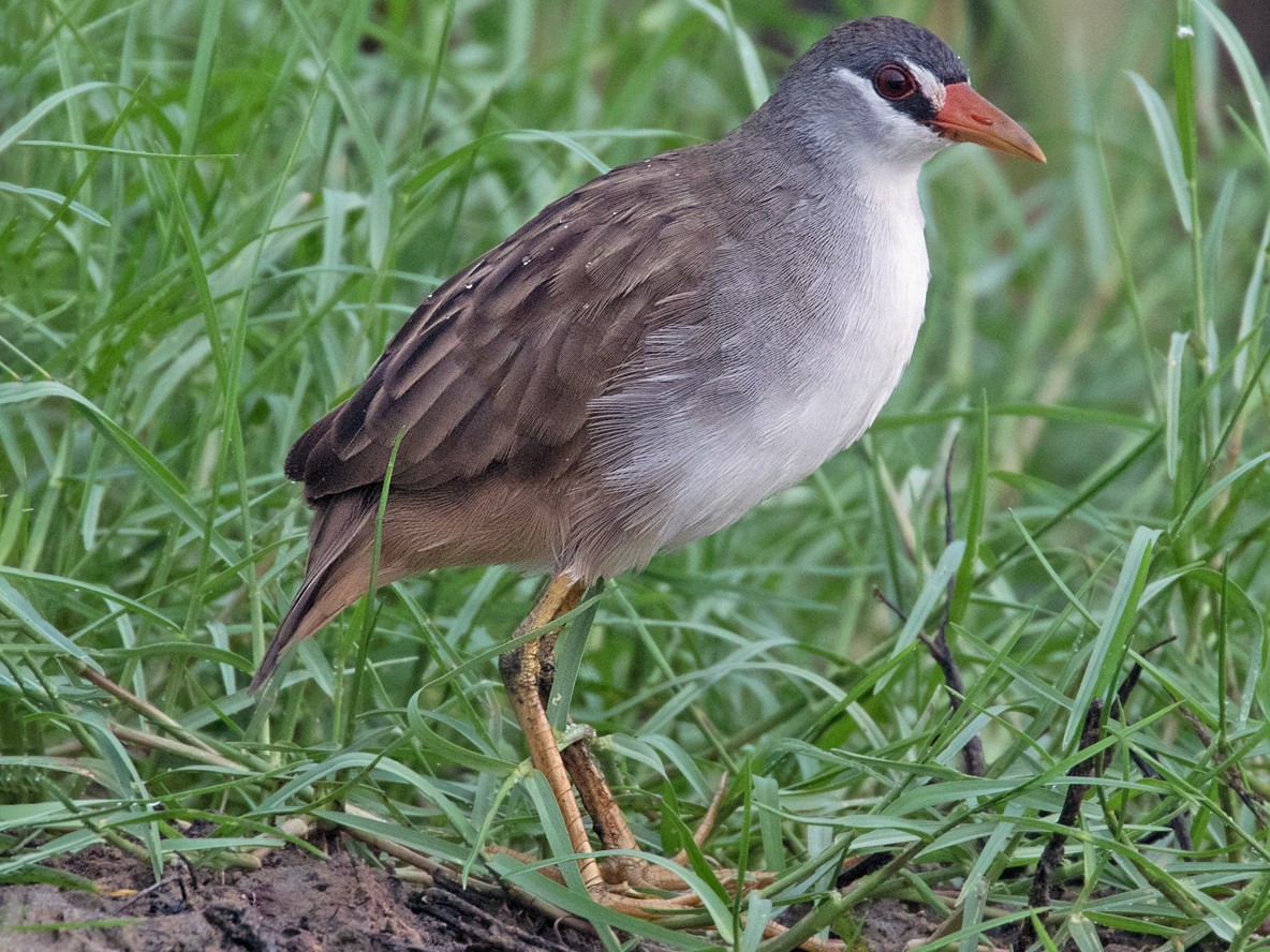 White-browed Crake - eBird