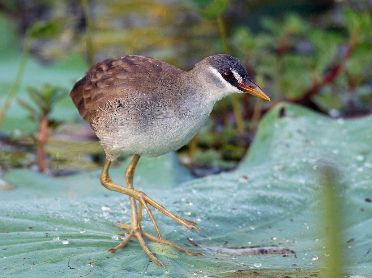 White-browed Crake - eBird