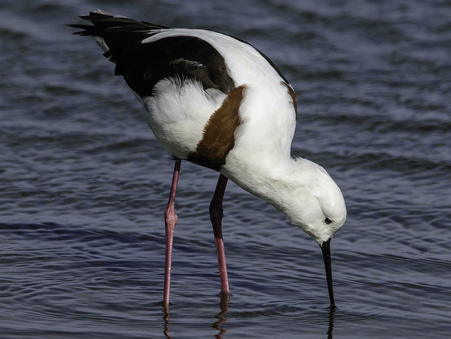 Banded Stilt - eBird