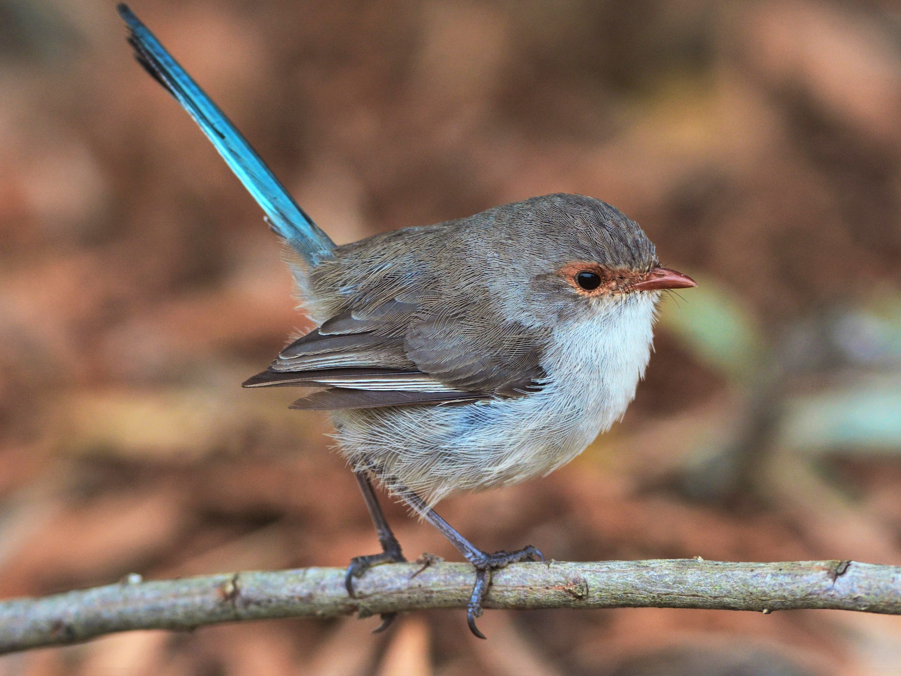 Splendid Fairy Wren