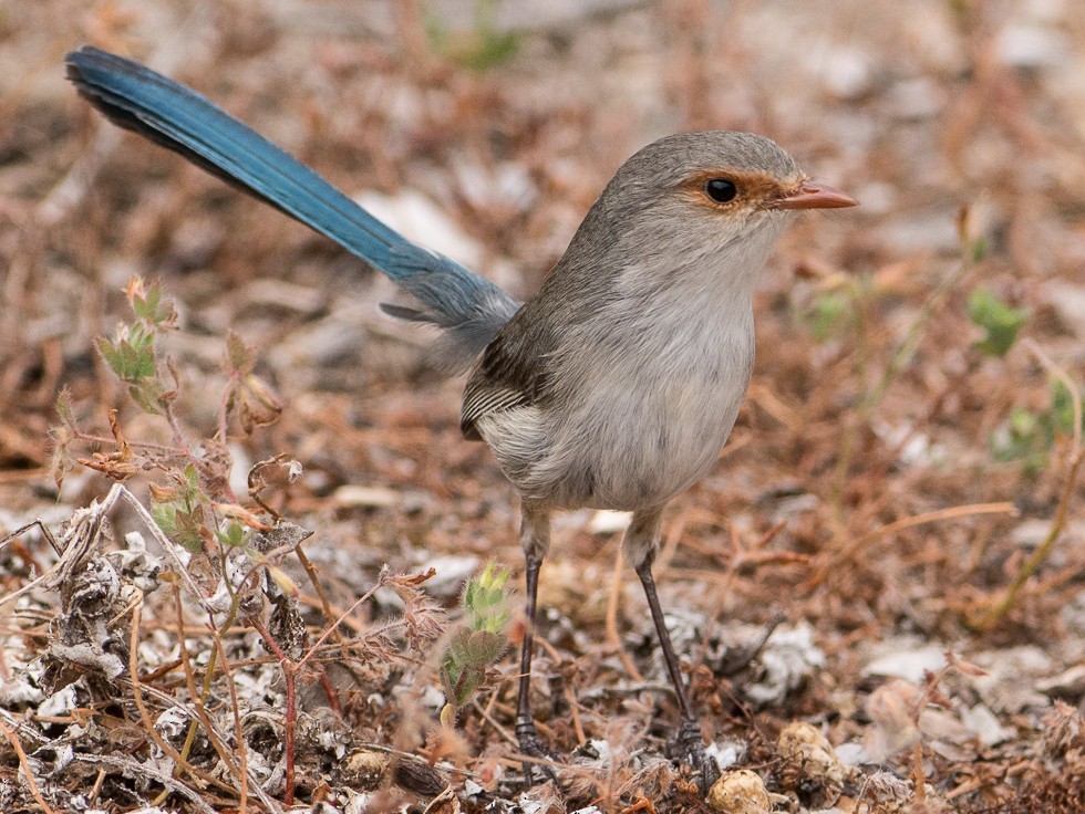 Splendid Fairywren - eBird