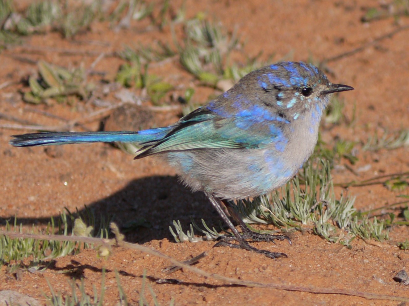 Splendid Fairy Wren