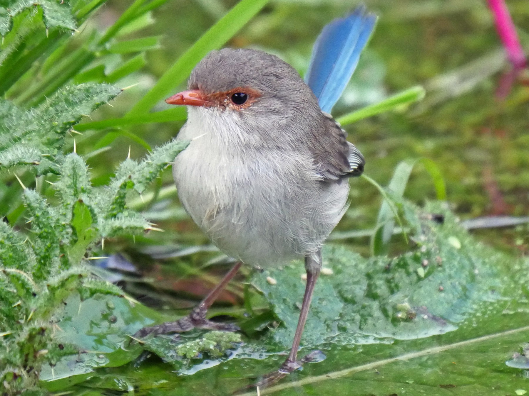 Splendid Fairy Wren