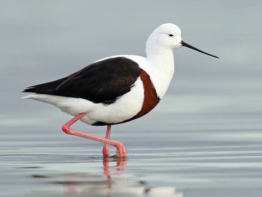 Banded Stilt - eBird