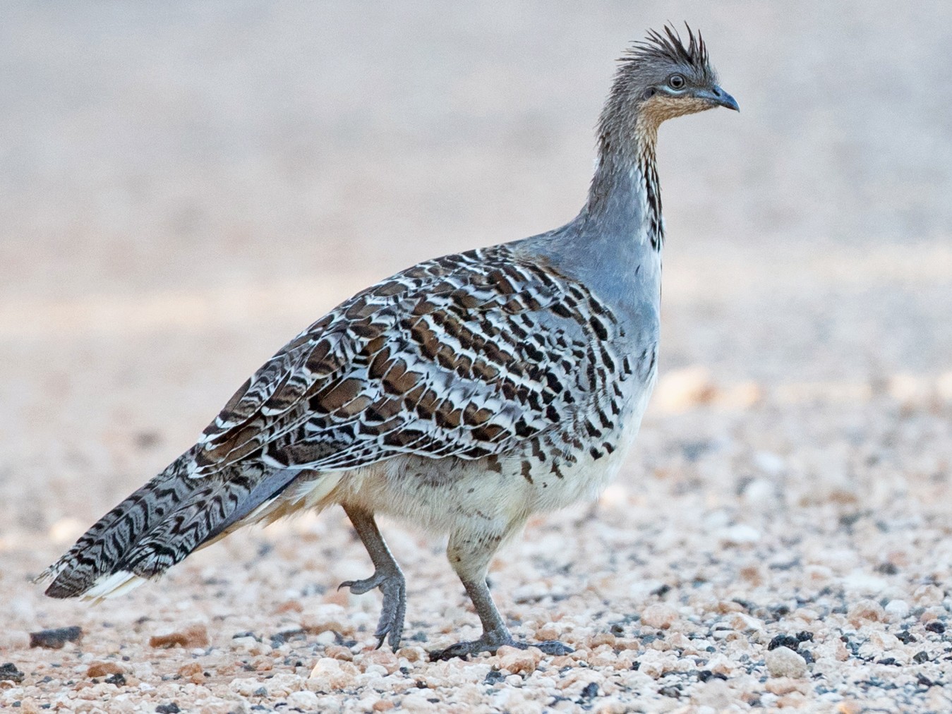 Malleefowl - eBird