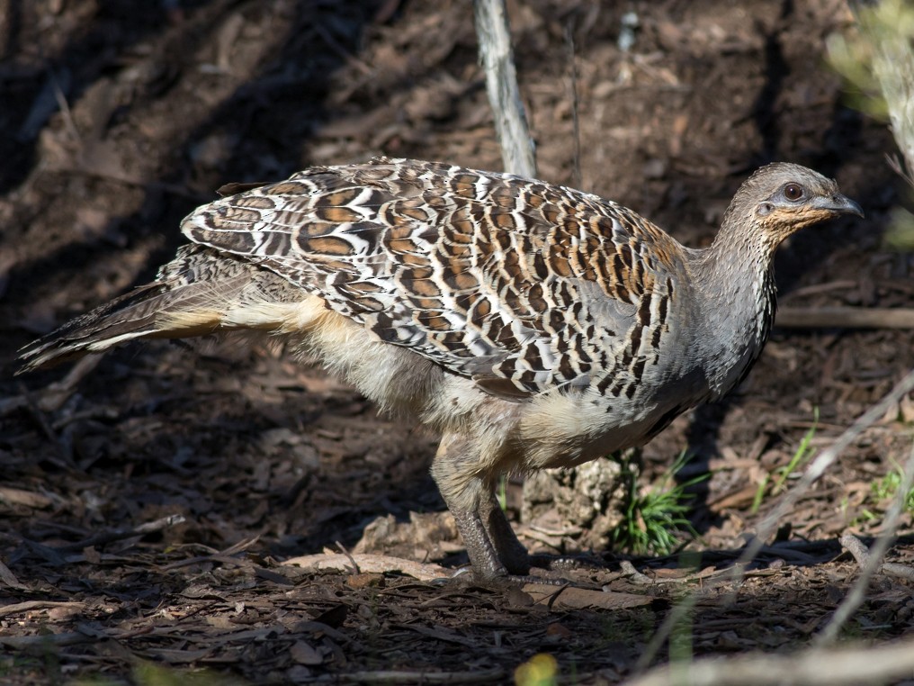Malleefowl - eBird