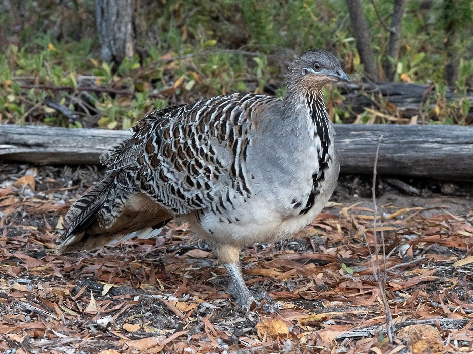 Malleefowl - eBird