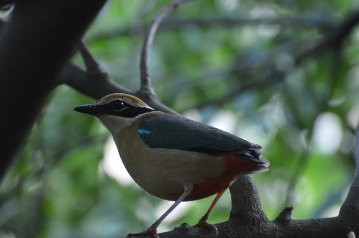 eBird Checklist - 10 Jun 2019 - Rasta Peth - 1 species