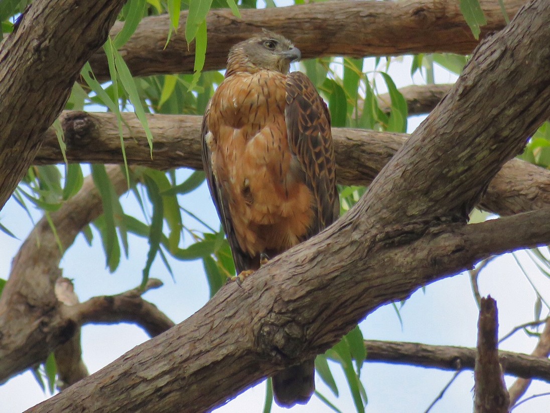 Red Goshawk - eBird