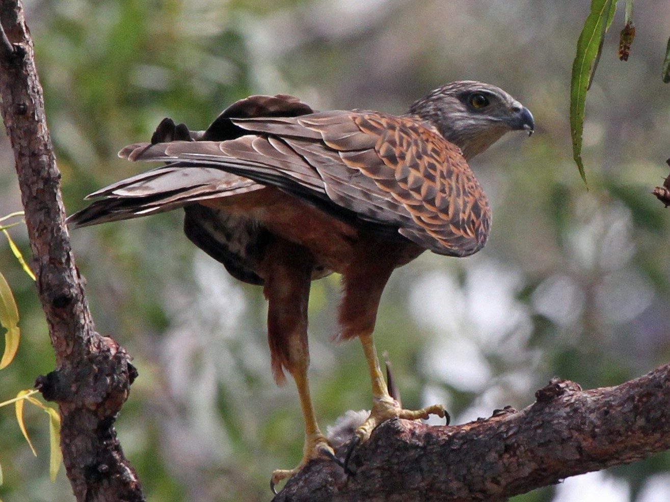 Red Goshawk - eBird