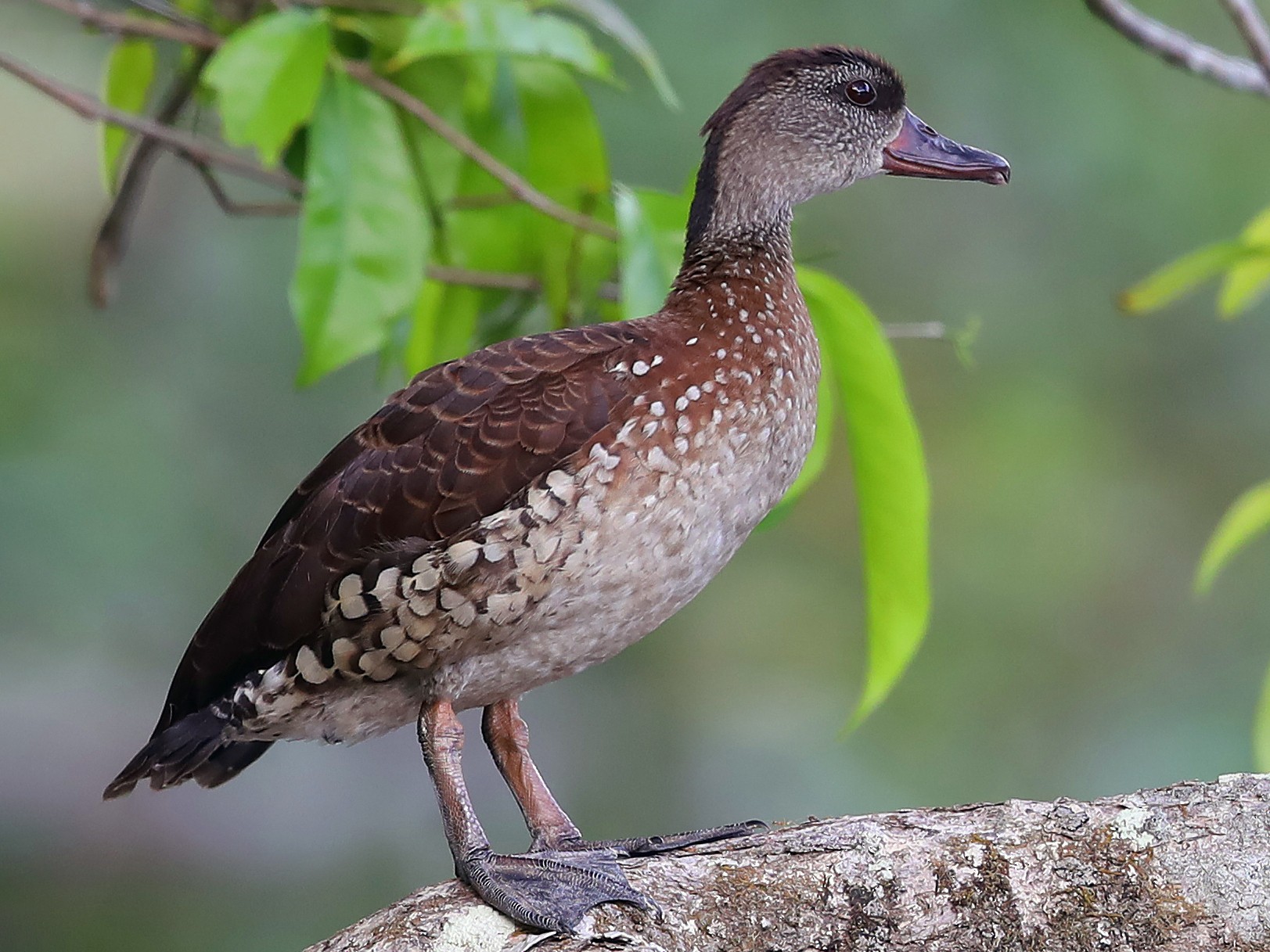 Spotted Whistling-Duck - eBird